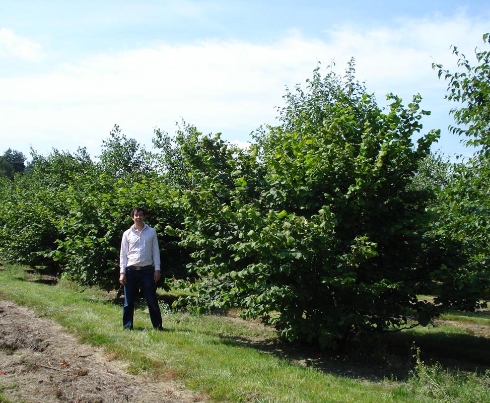 Corylus avellana - Common Hazel